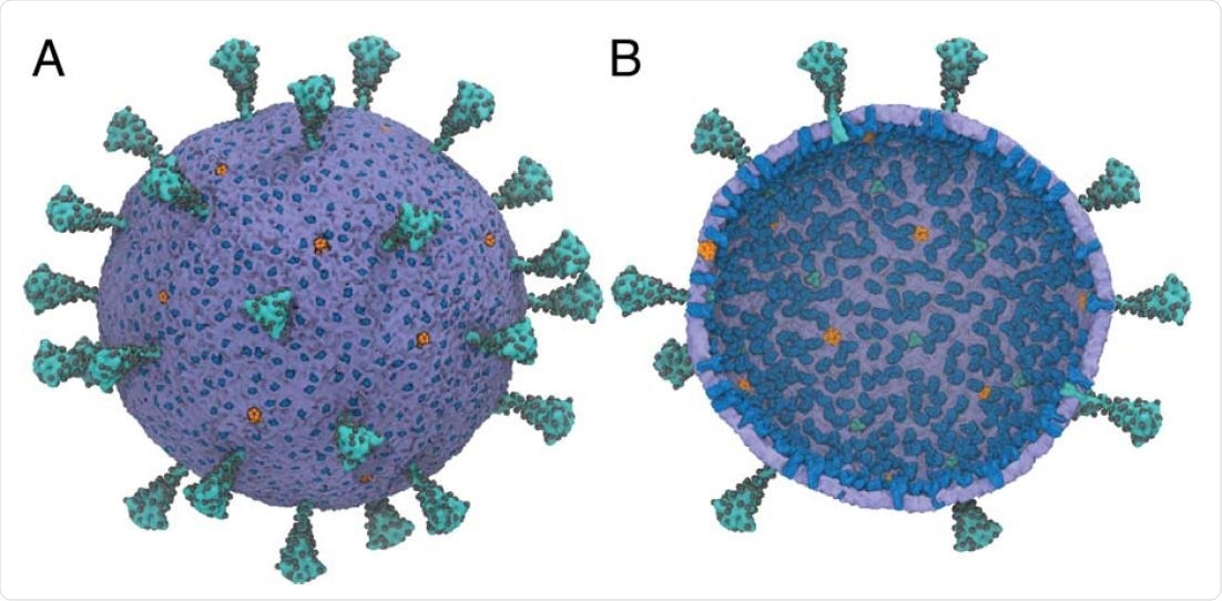 Development of a coarse-grained model of SARS-CoV-2 virion