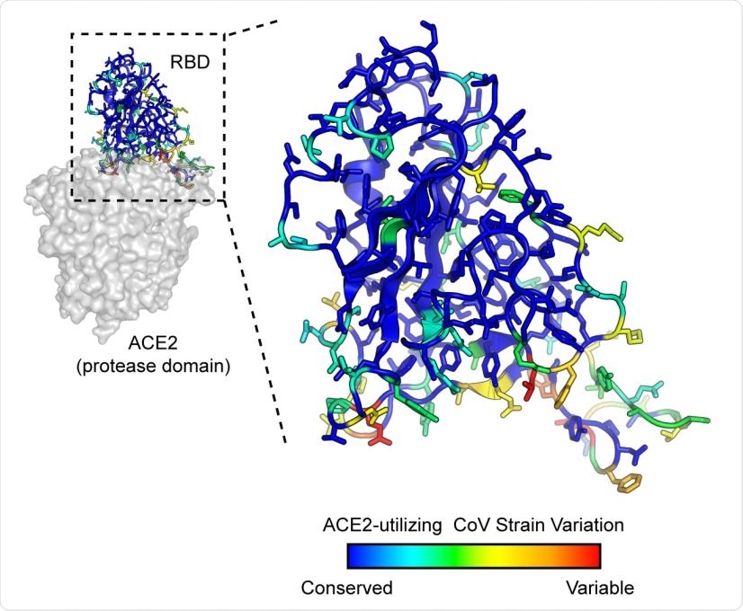 Engineered decoy receptor could protect against coronaviruses