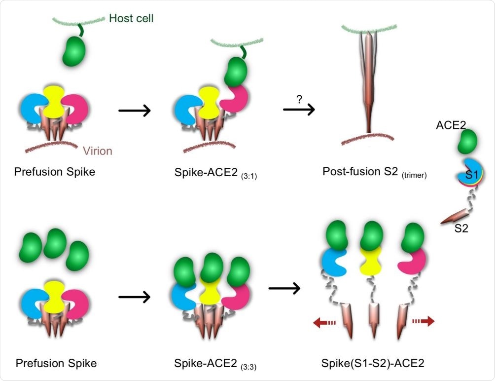 ACE2 binding causes dissociation of trimeric SARS-CoV-2 spike, may be ...