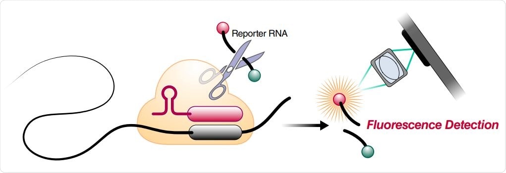 Rapid detection of SARS-CoV-2 with portable CRISPR-based mobile phone ...