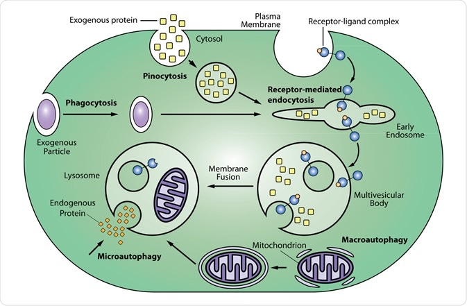 What are Endosomes?