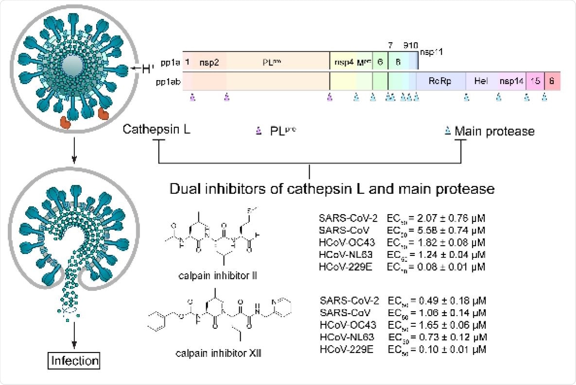 Discoverey of four SARS-CoV-2 Mpro inhibitors, boceprevir, calpain ...