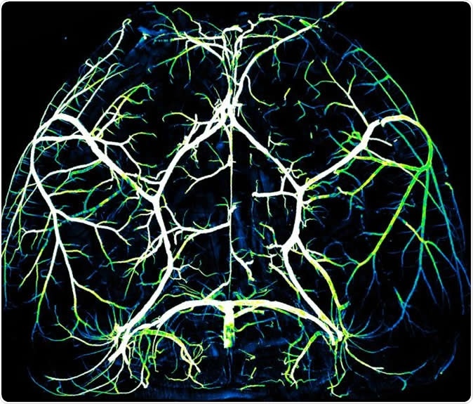 New understanding of neurovascular coupling