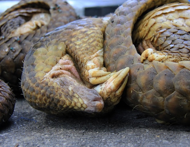 Coronavirus could have spread to humans from bats via pangolins