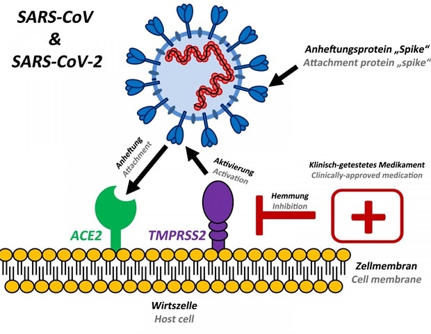 Scientists may have found a way to prevent coronavirus spread