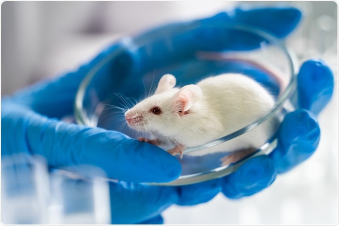 Discovery of a Novel Rodent Model for the Study of the Immunomodulatory ...