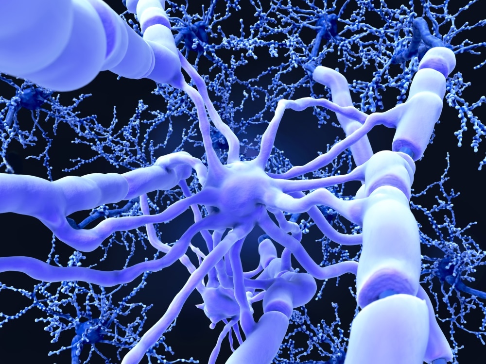 Study sheds light on myelin's role in 'chemobrain' and multiple sclerosis