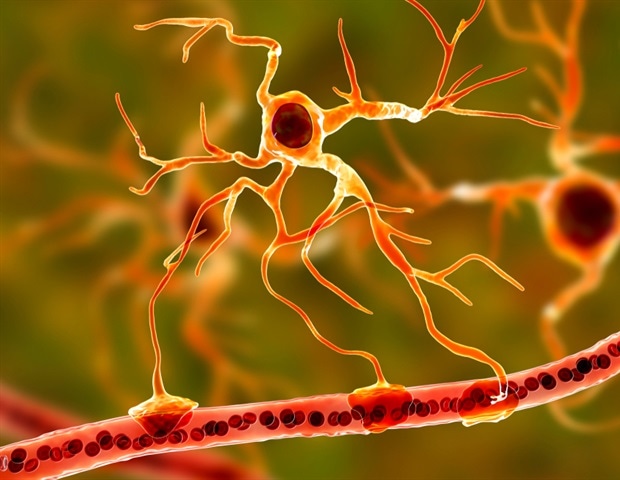 What are Astrocytes?