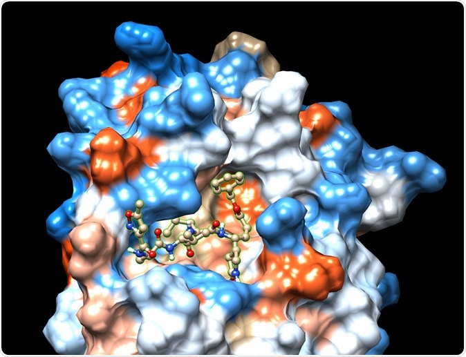 Scientists generate molecular models of compounds relevant for COVID-19