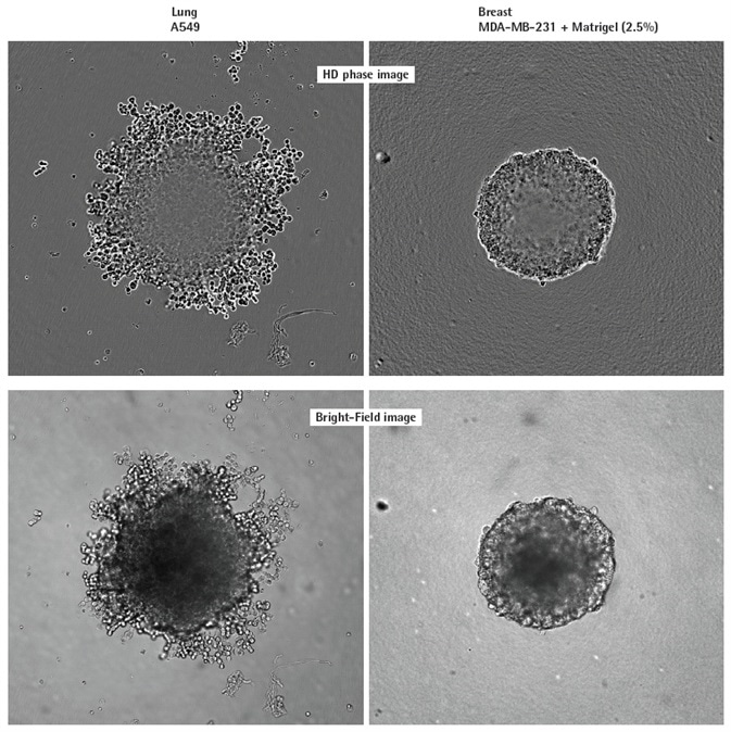 Live-Cell Assays for Pharmacological Utility and Validation