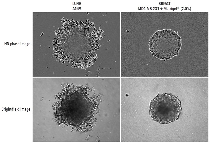 Label-Free Real-Time Live-Cell Spheroid Assays