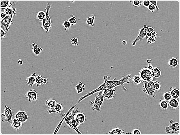 Kinetic Analysis of Microglial Function and Morphology