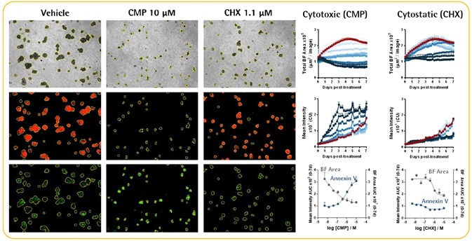Multi-Spheroid 3D Tumor Assays Development for Live-Cell Analysis