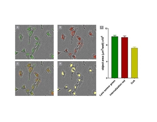 Fluorescent 96-Well Antibody Internalization Assays