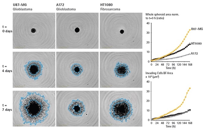 3D Tumor Spheroid Invasion Monitoring with Live-Cell Analysis