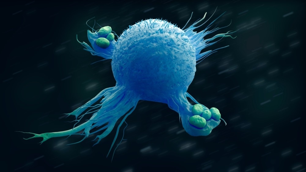 New molecular mechanism that regulates the sentinel cells of the immune ...