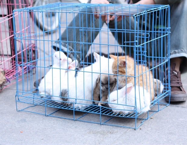 Infectious diseases from animals likely to cause further pandemics