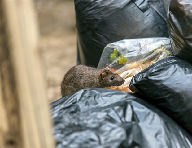 Rats on the rampage as leftovers from closed restaurants become scarce ...