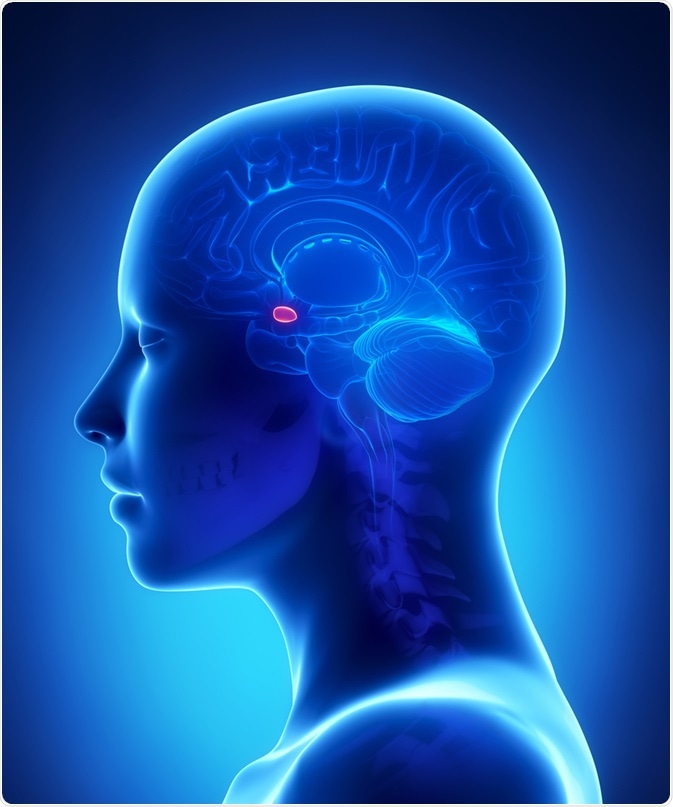 What Mechanisms are Involved in Stress and Anxiety?