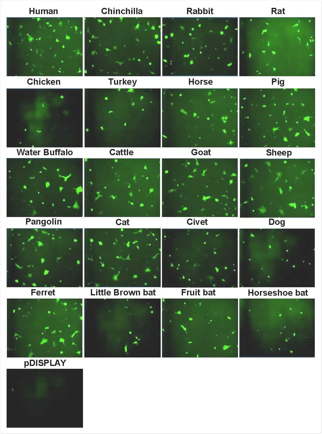 Interesting study on which species may be infected by SARS-CoV-2
