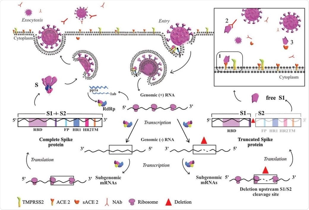SARS-CoV-2 gene deletions may cause milder infections and increase ...