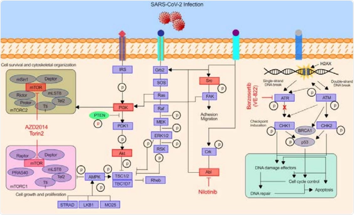 Study identifies small molecule inhibitors of SARS-CoV-2 which block ...