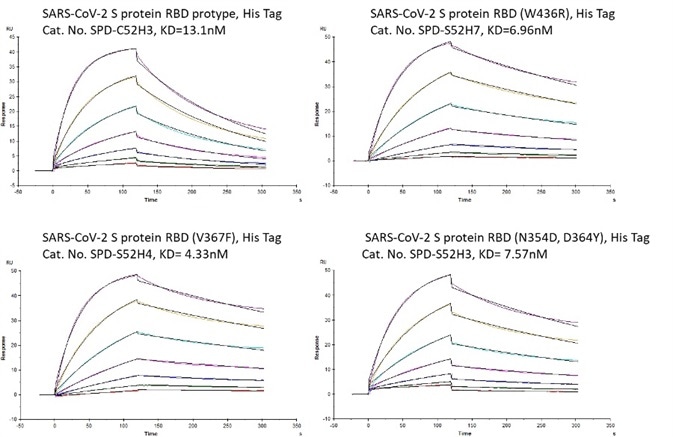 Infectivity of SARS-CoV-2 with Spike Protein Mutations