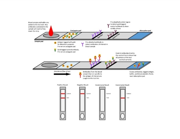 Are Serological Tests Unreliable? Or the Protein Reagents?