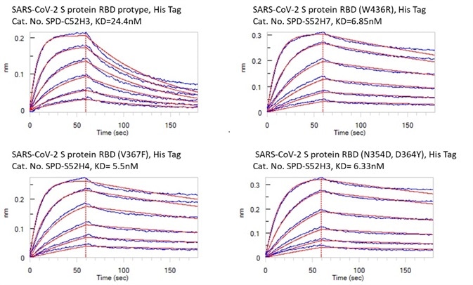 Infectivity of SARS-CoV-2 with Spike Protein Mutations