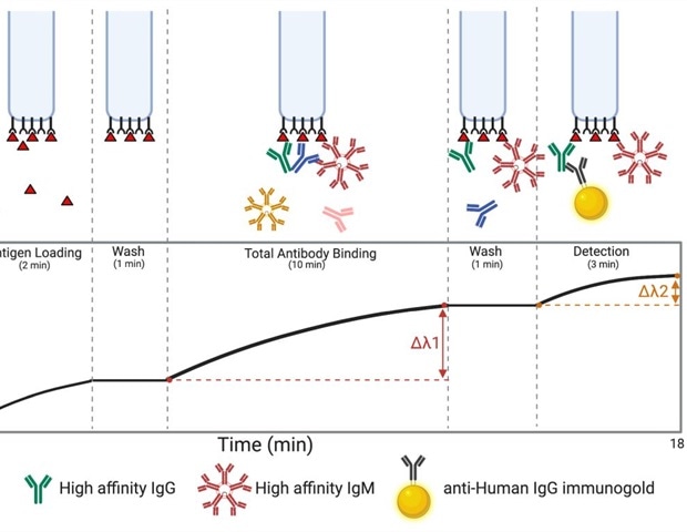 New assay improves detection of SARS-CoV-2 antibodies