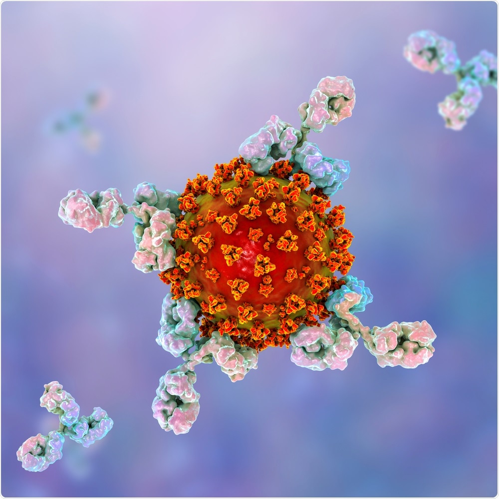 Researchers isolate potent SARS-CoV-2 neutralizing antibodies