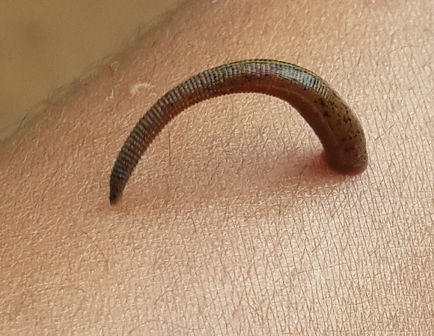 Sex lives of leeches can shed light on endocrine disrupting chemicals