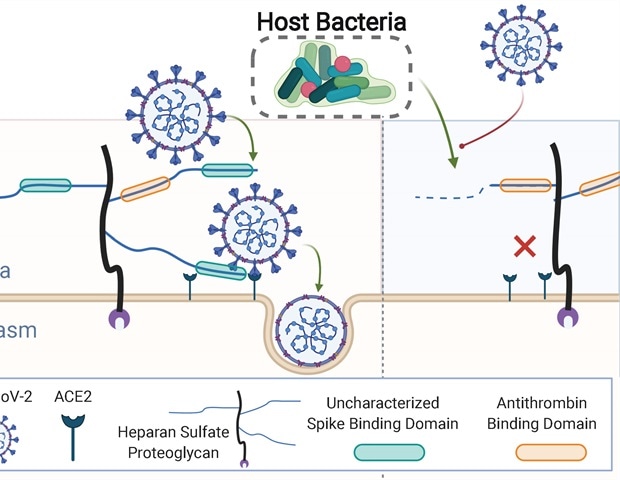 Human microbiome trims mucosal glycans, influencing SARS-CoV-2 infection