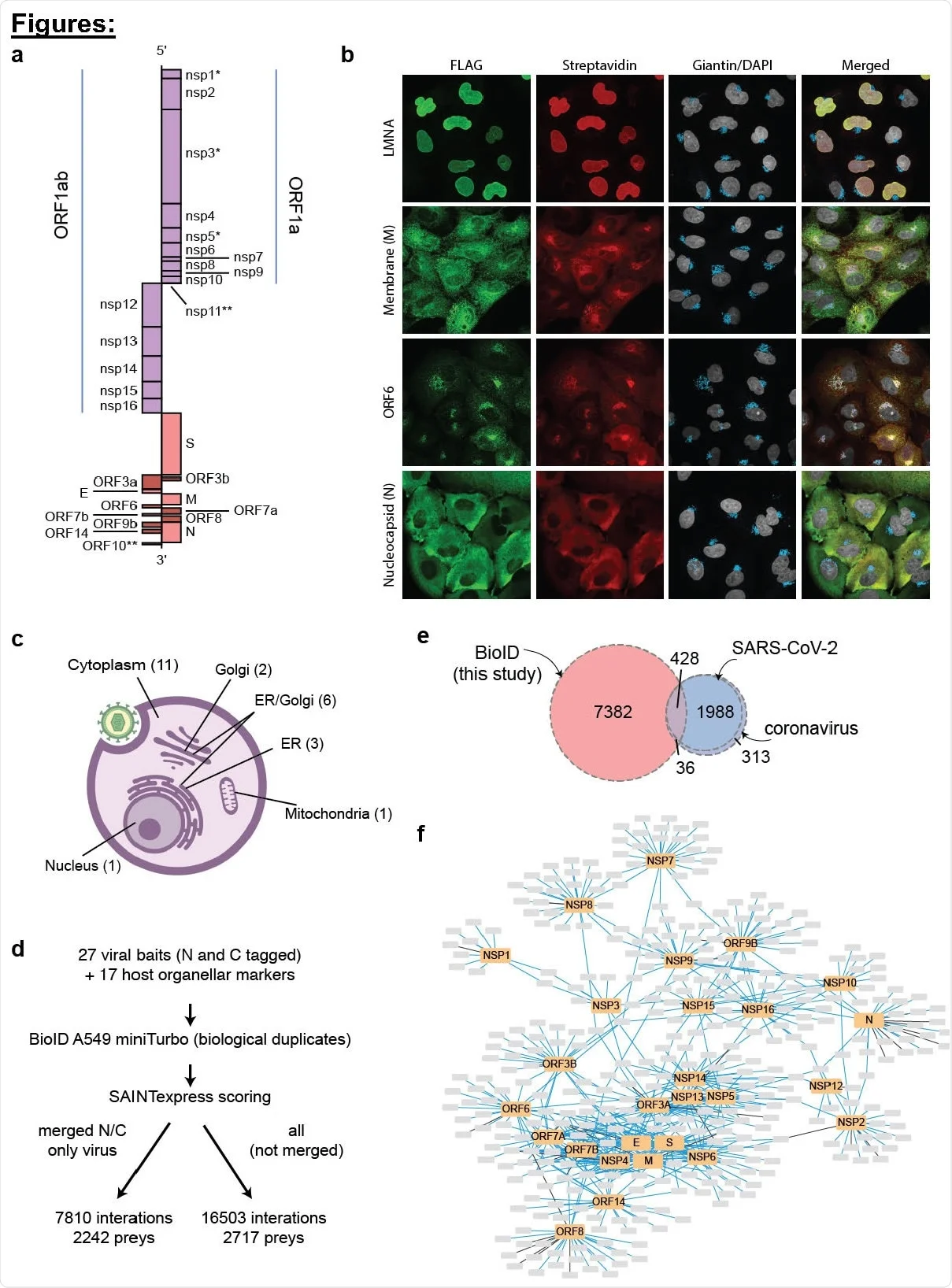 Important research on SARS-CoV-2 proteins using proximity labeling
