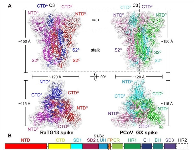 Bat and pangolin coronavirus structure sheds light on SARS-CoV-2 evolution