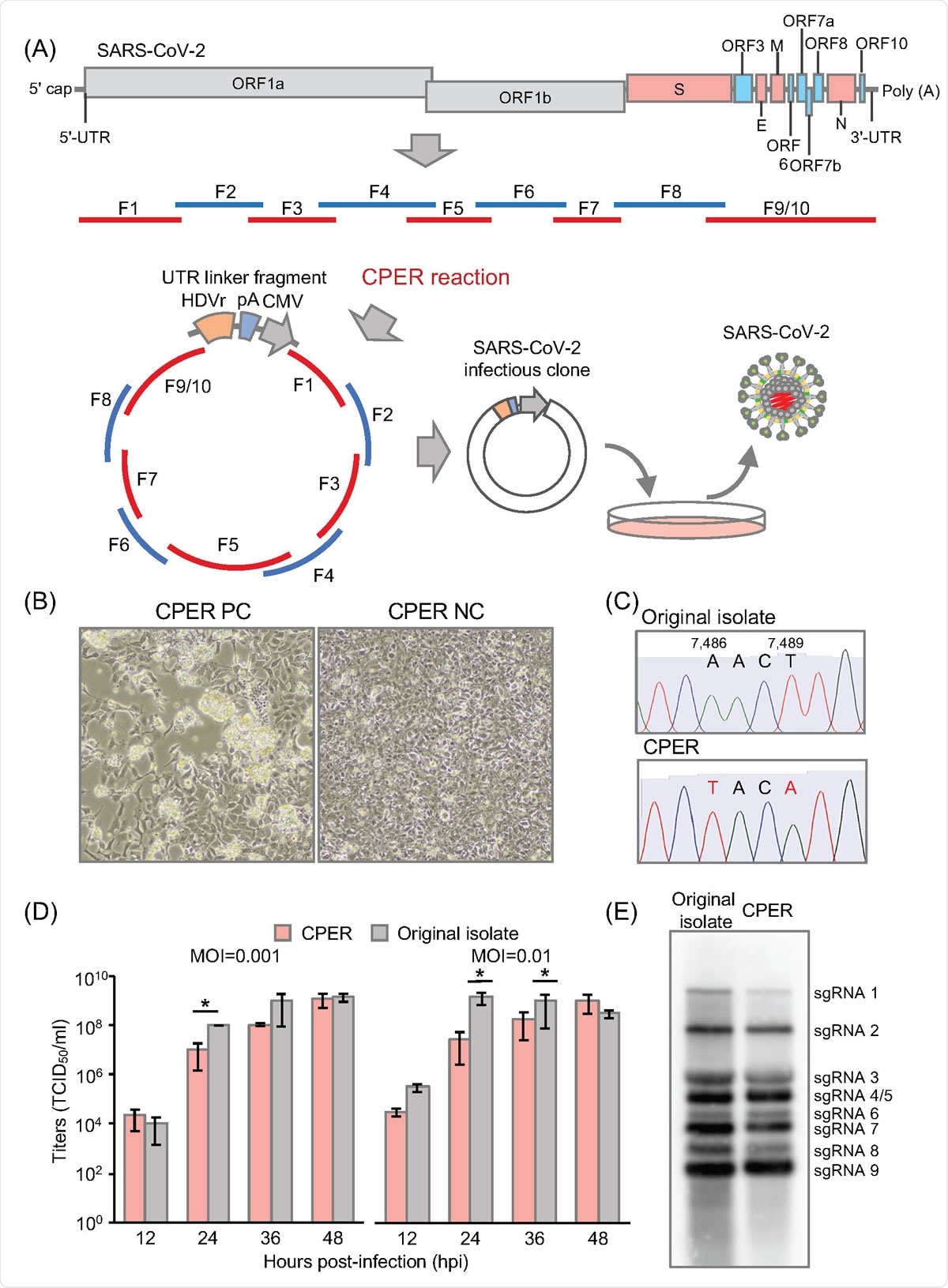 Bacteria-free method for making SARS-CoV-2 infectious clones