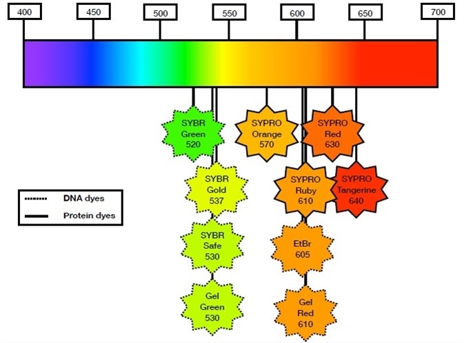 Fluorescence Gel Imaging Applications of the UVP Gelstudio