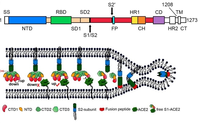 Verifying S Protein in a Trimeric Form
