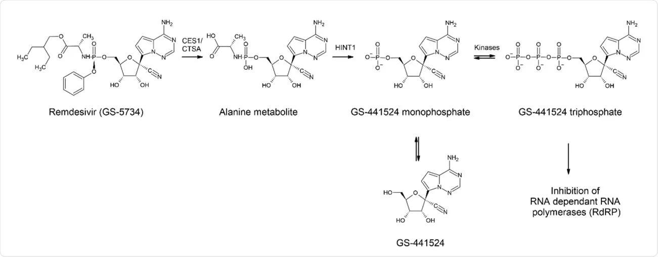 Scientists investigate active plasma metabolite of remdesivir in SARS ...