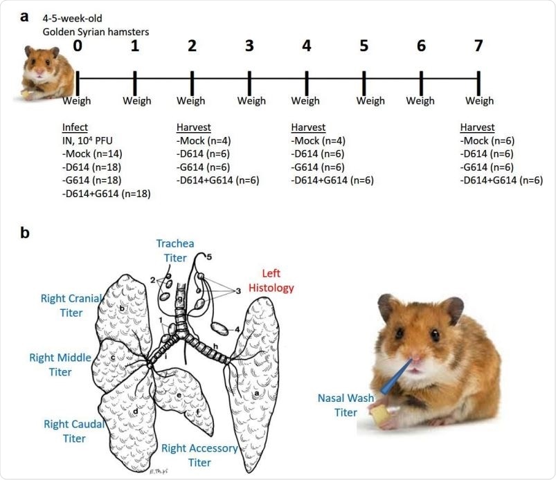 D614G spike mutation increases infectivity of SARS-CoV-2 and ...