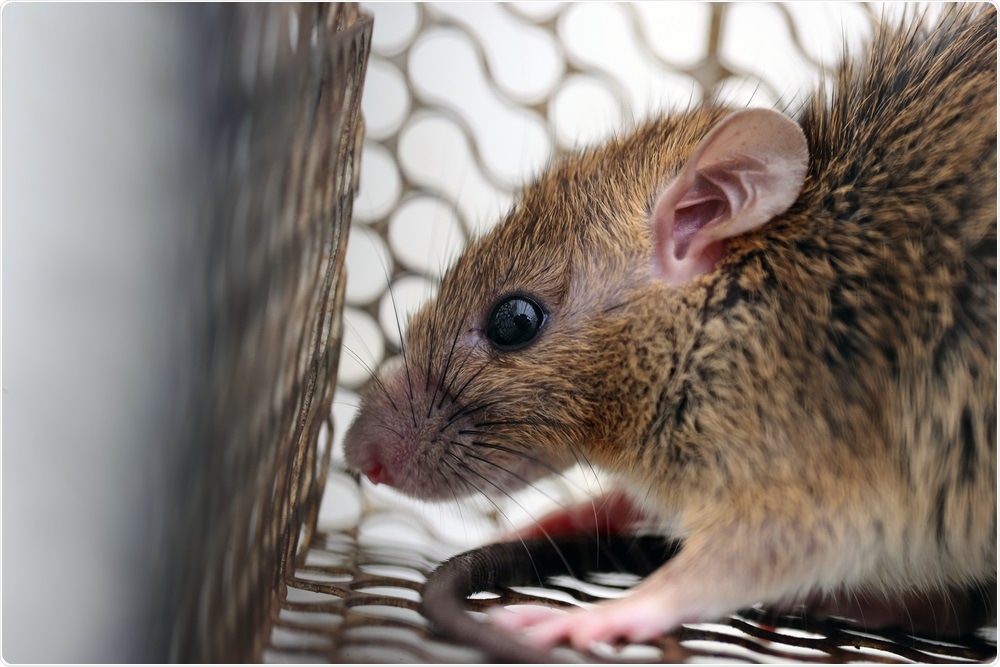 What Diseases Do Rats Carry That Affect Dogs