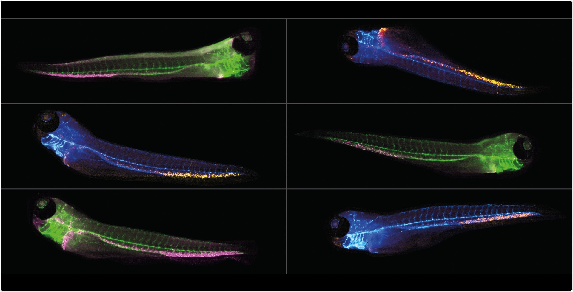 Light Sheet Microscopy Zebrafish Development | Shelly Lighting
