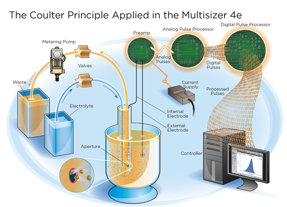 T cell expansion technology: an interview with Alexander Malykhin, CVPF ...