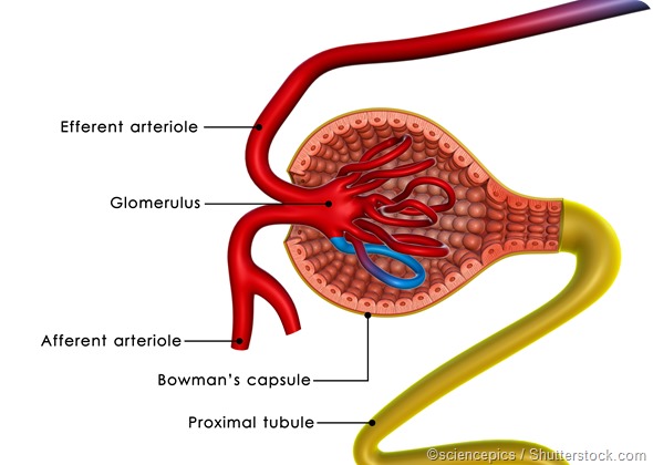 Focal Segmental Glomerular Sclerosis Classification and Causes
