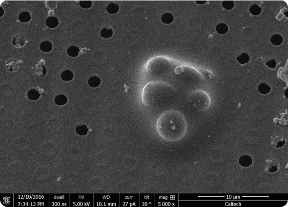 Use of the Quorum Cryo-SEM preparation system in microbial cell biology ...