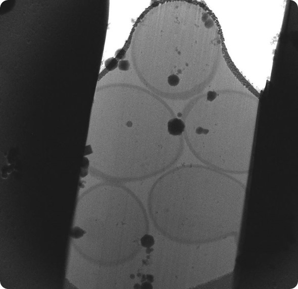 Use of the Quorum Cryo-SEM preparation system in microbial cell biology ...