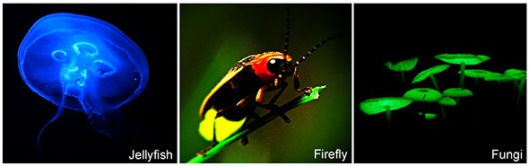 An Introduction to the LV200 Bioluminescence Microscope