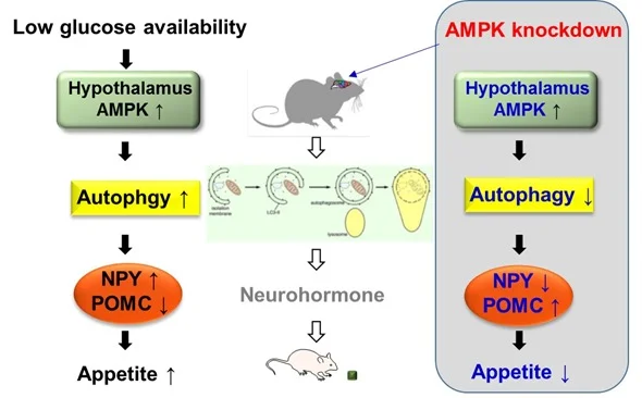 How does the brain control appetite?