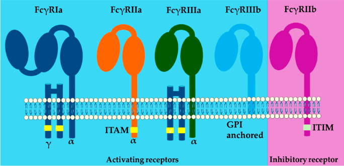 Reframing the Fc–FcR axis as a therapeutic anchor