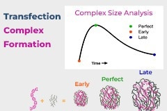 Why do some transient transfections outperform others?